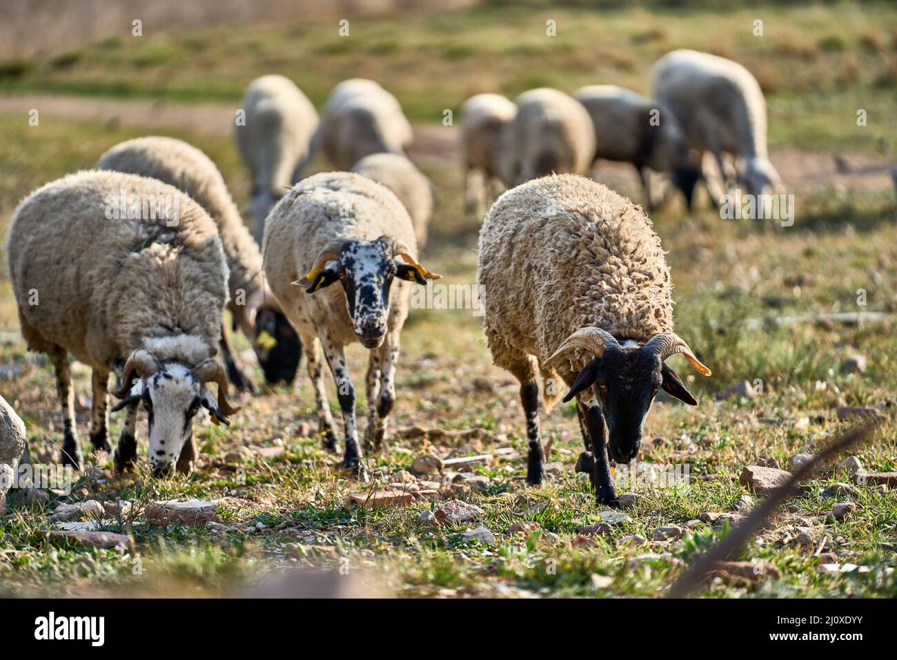 Flock of sheep pasturing in the field Stock Photo - Alamy