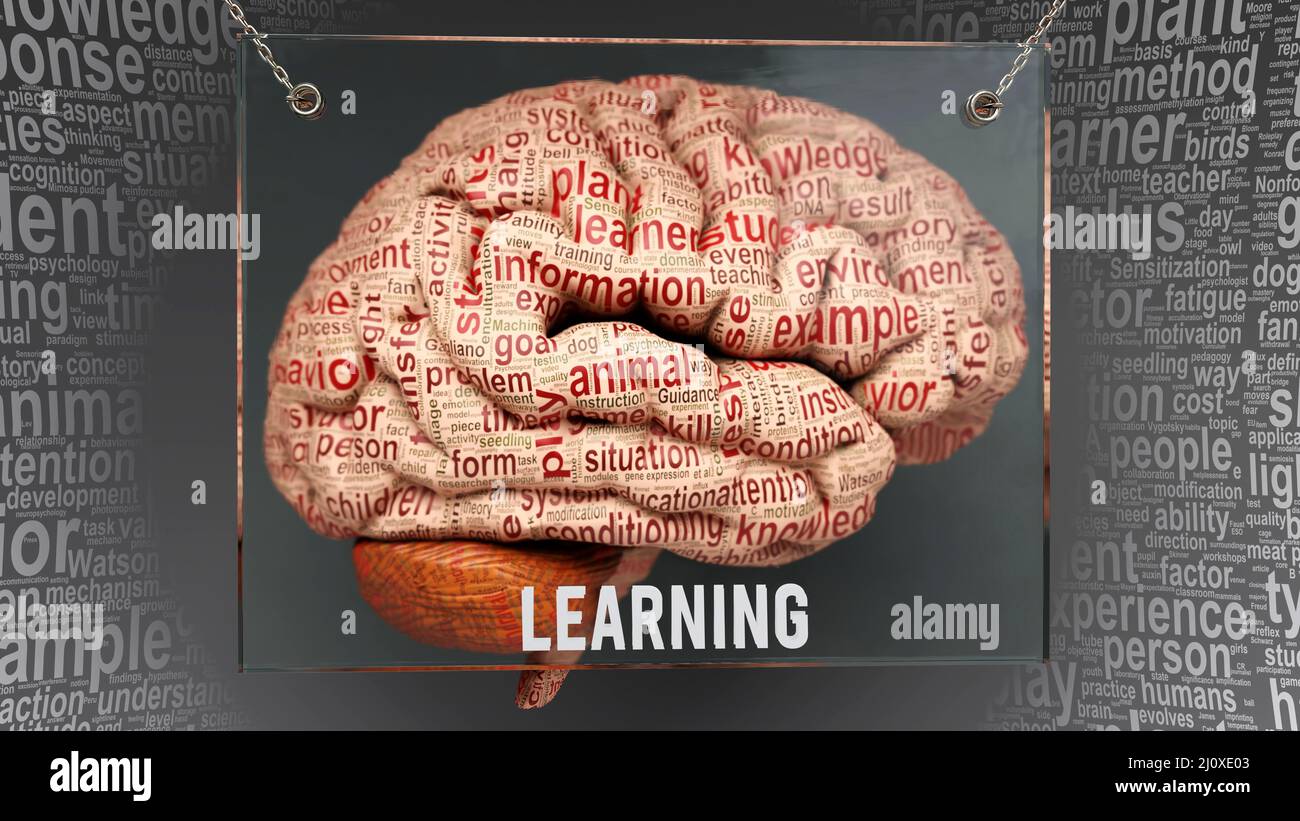 Learning anatomy - its causes and effects projected on a human brain ...