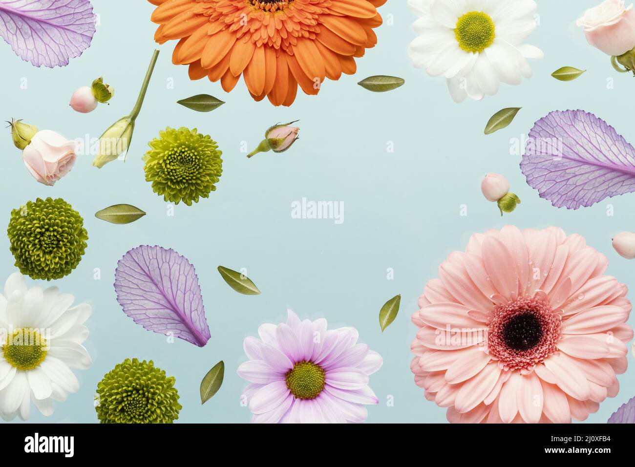 Gerbera leaves hi-res stock photography and images - Alamy