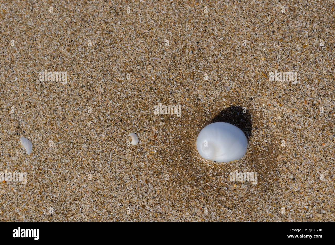 An empty shell on the wet clean sand of the beach with shadow from ...