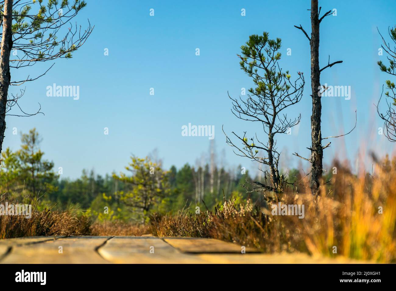 a wooden footbridge leads through the bog, colors typical of autumn in ...