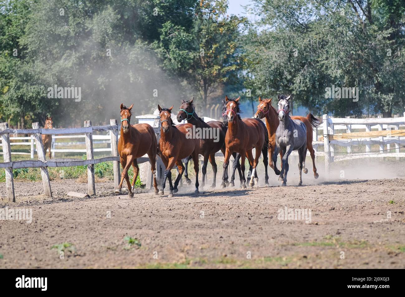 Group of majestic horses running in a corral Stock Photo - Alamy