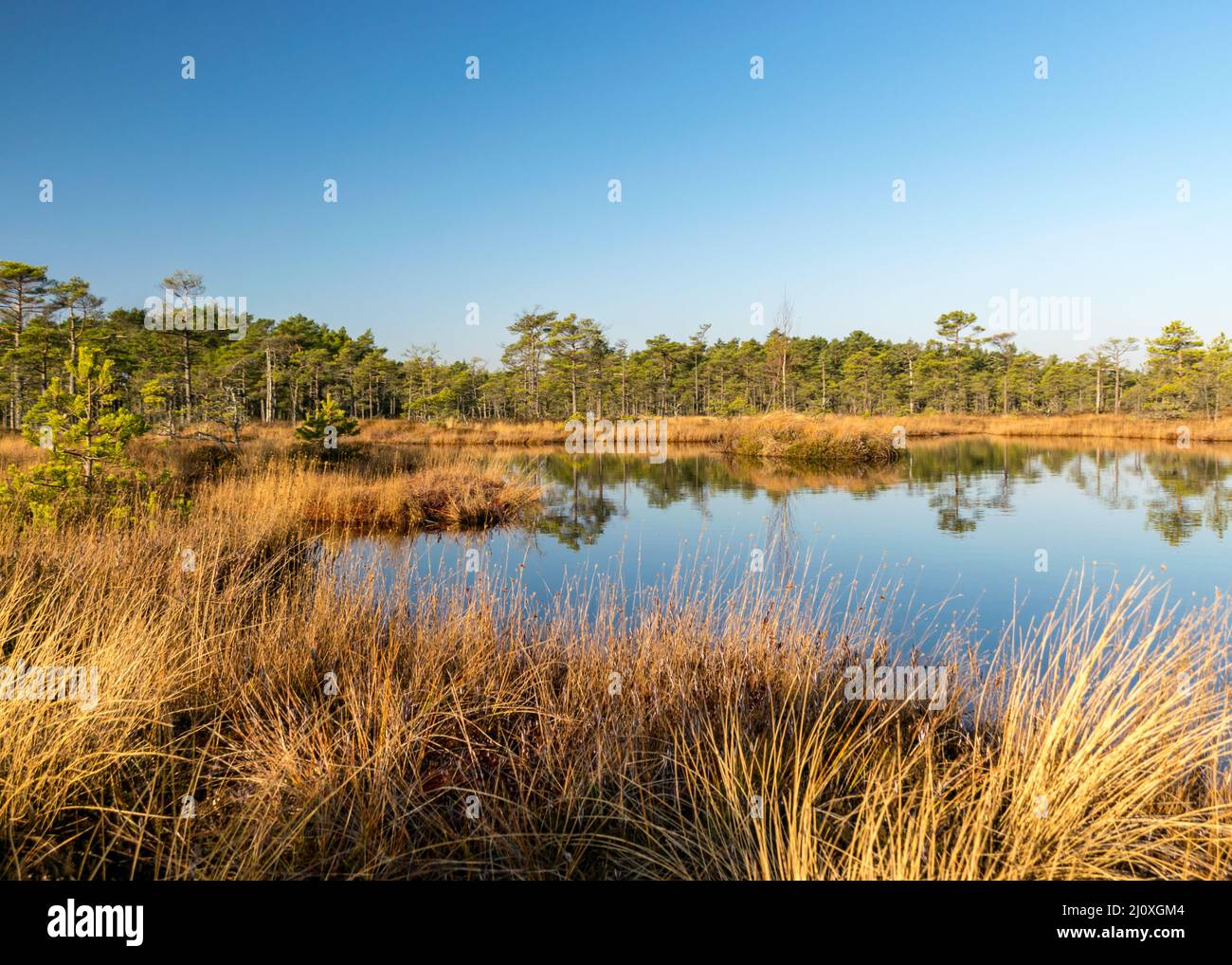 blue sky is reflected in a calm bog lake, bog pines surround the lake ...