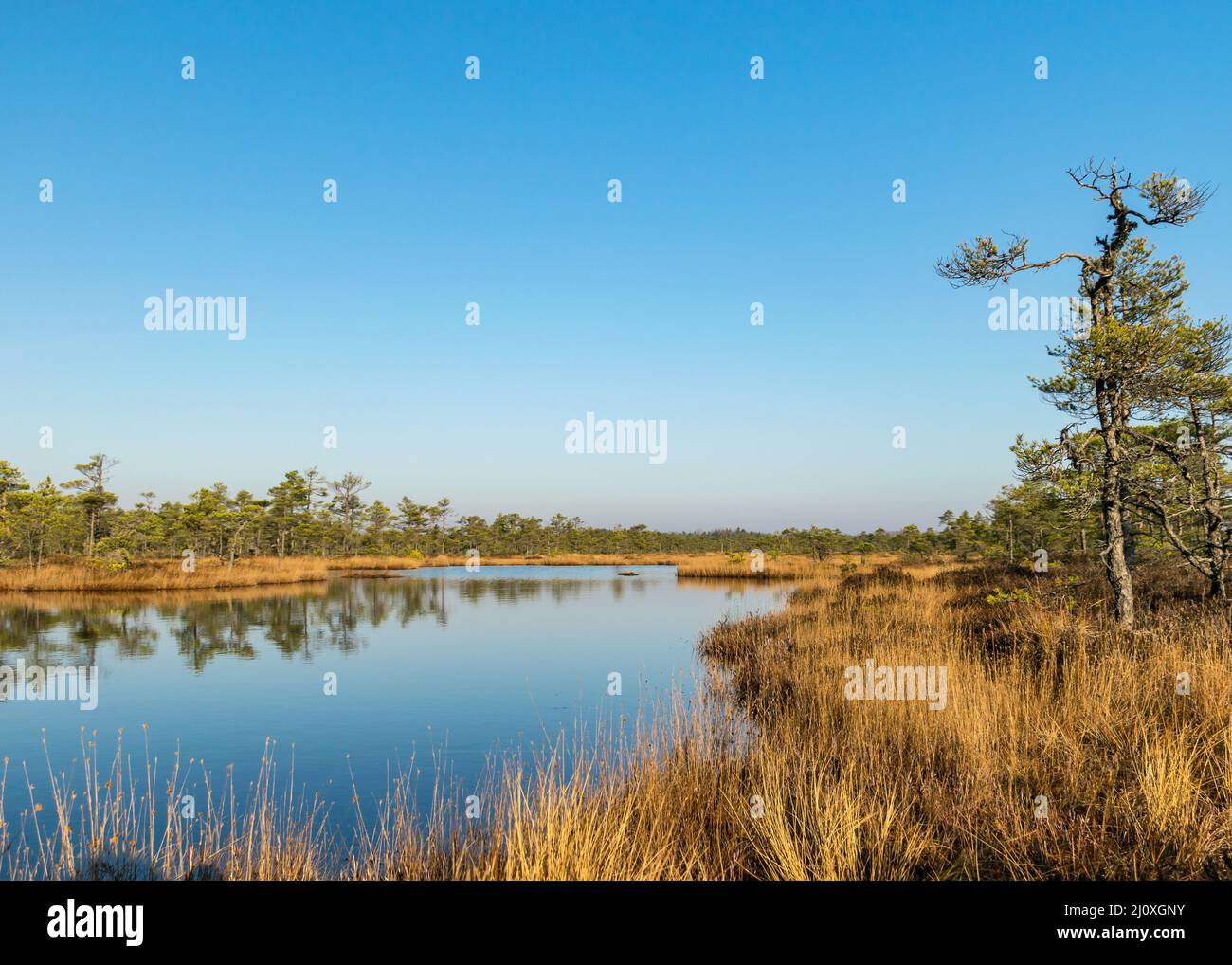 blue sky is reflected in a calm bog lake, bog pines surround the lake ...