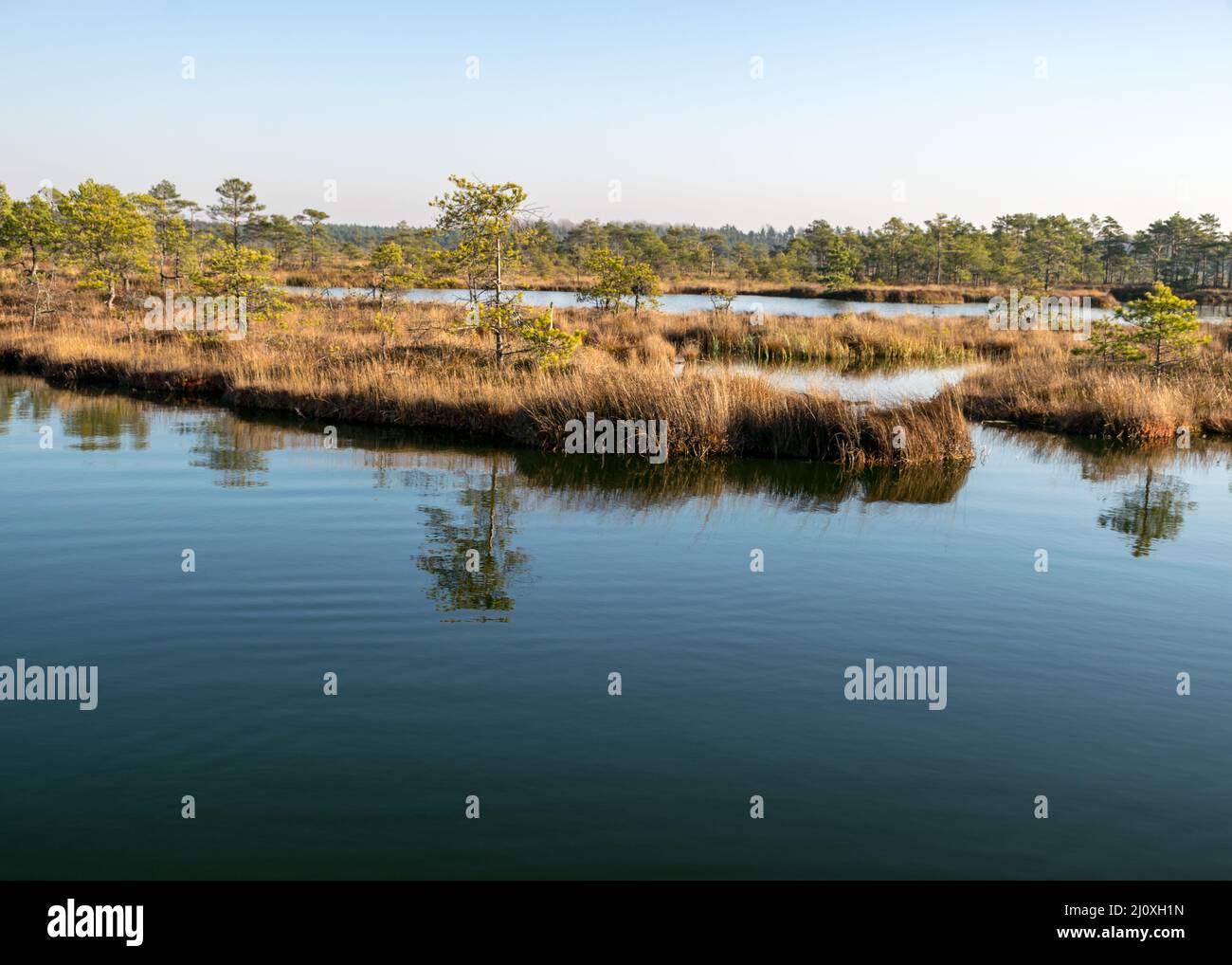 blue sky is reflected in a calm bog lake, small bog pines grow on the ...