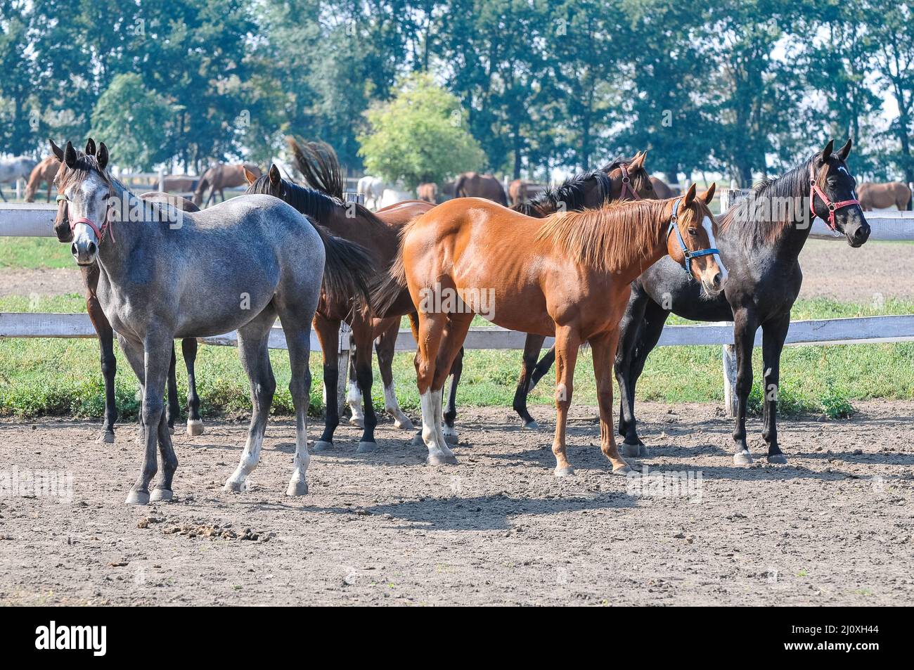 Group of horses walking in a corral Stock Photo - Alamy