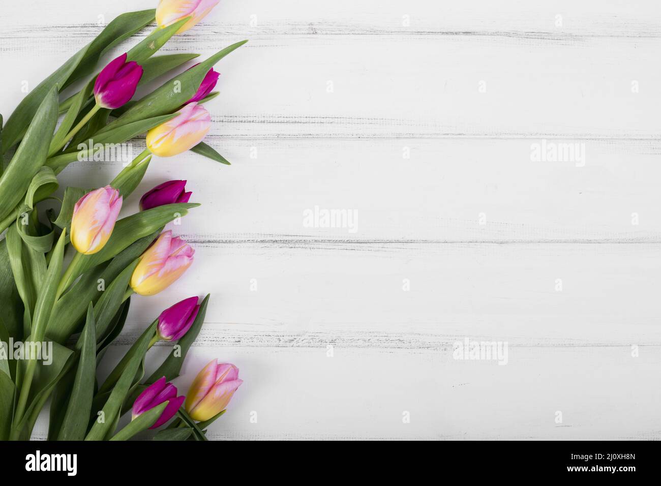 Colorful tulips line Stock Photo - Alamy