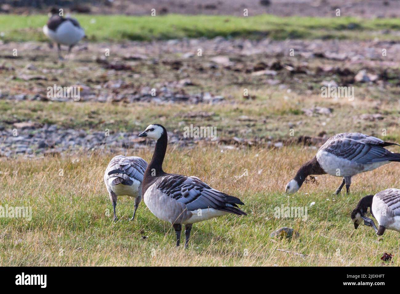 View many goose in hi-res stock photography and images - Alamy