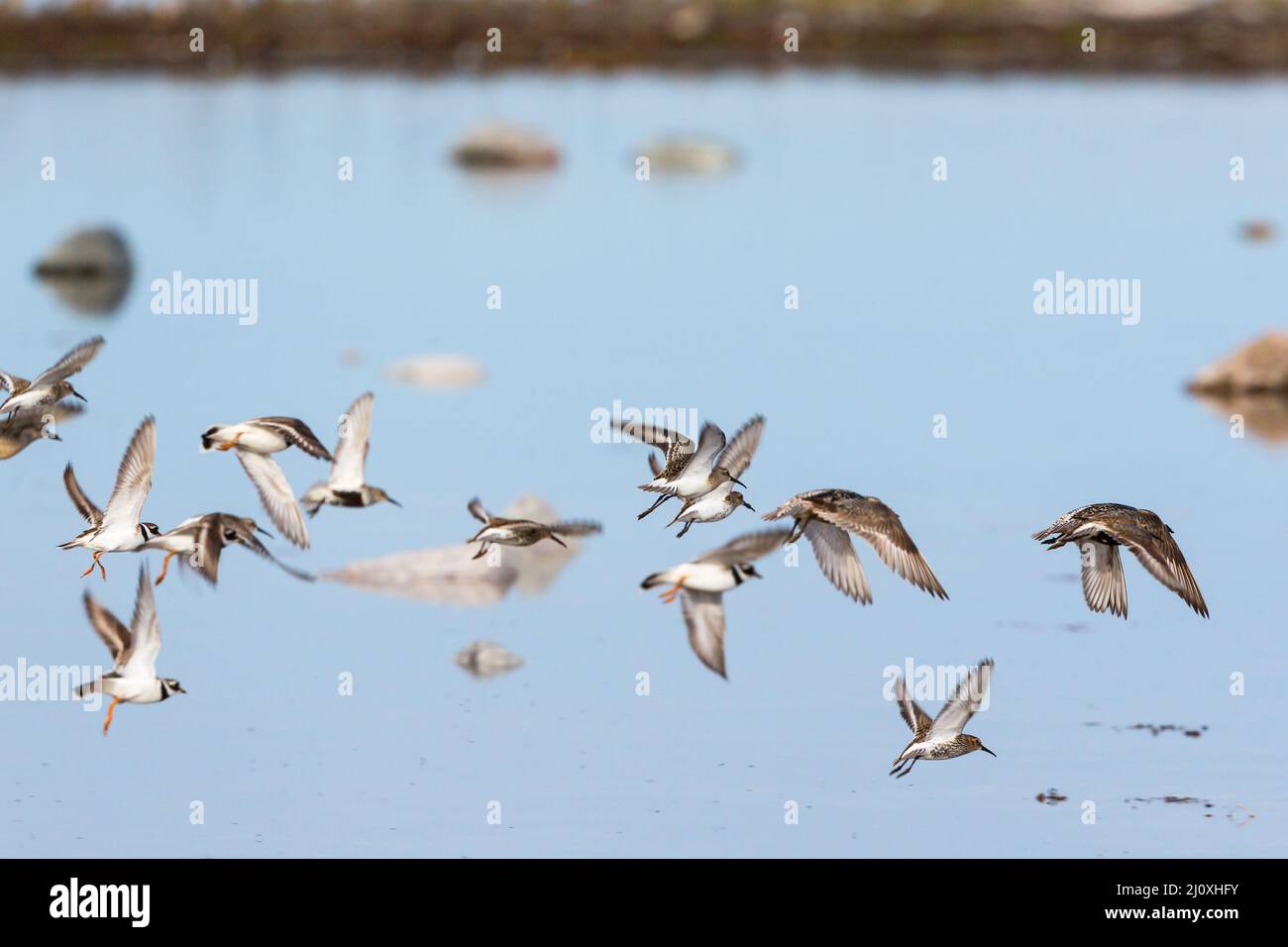 Flock of wading birds flying at the shore Stock Photo - Alamy