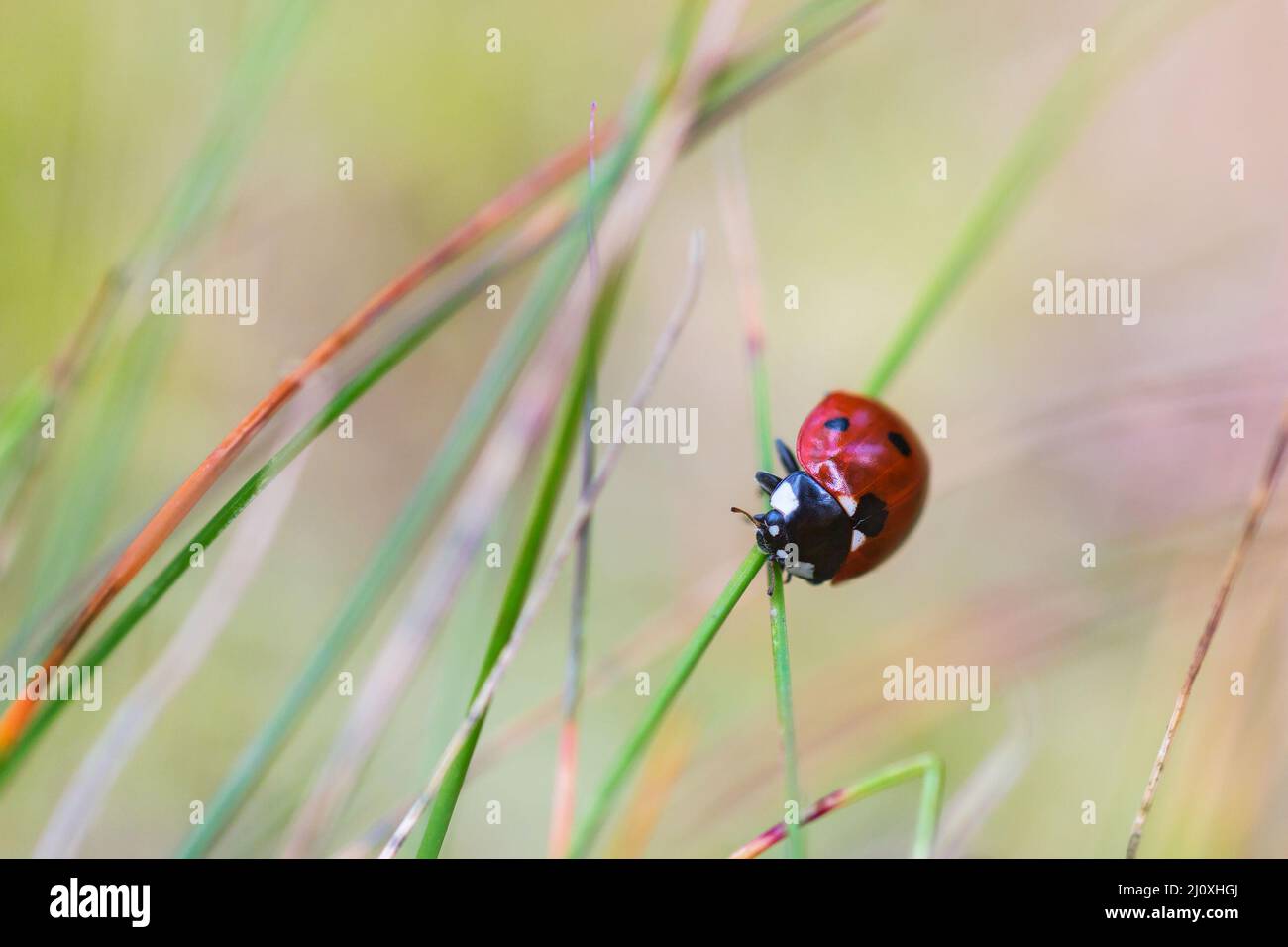 Ladybug climbing on a grass straw Stock Photo - Alamy