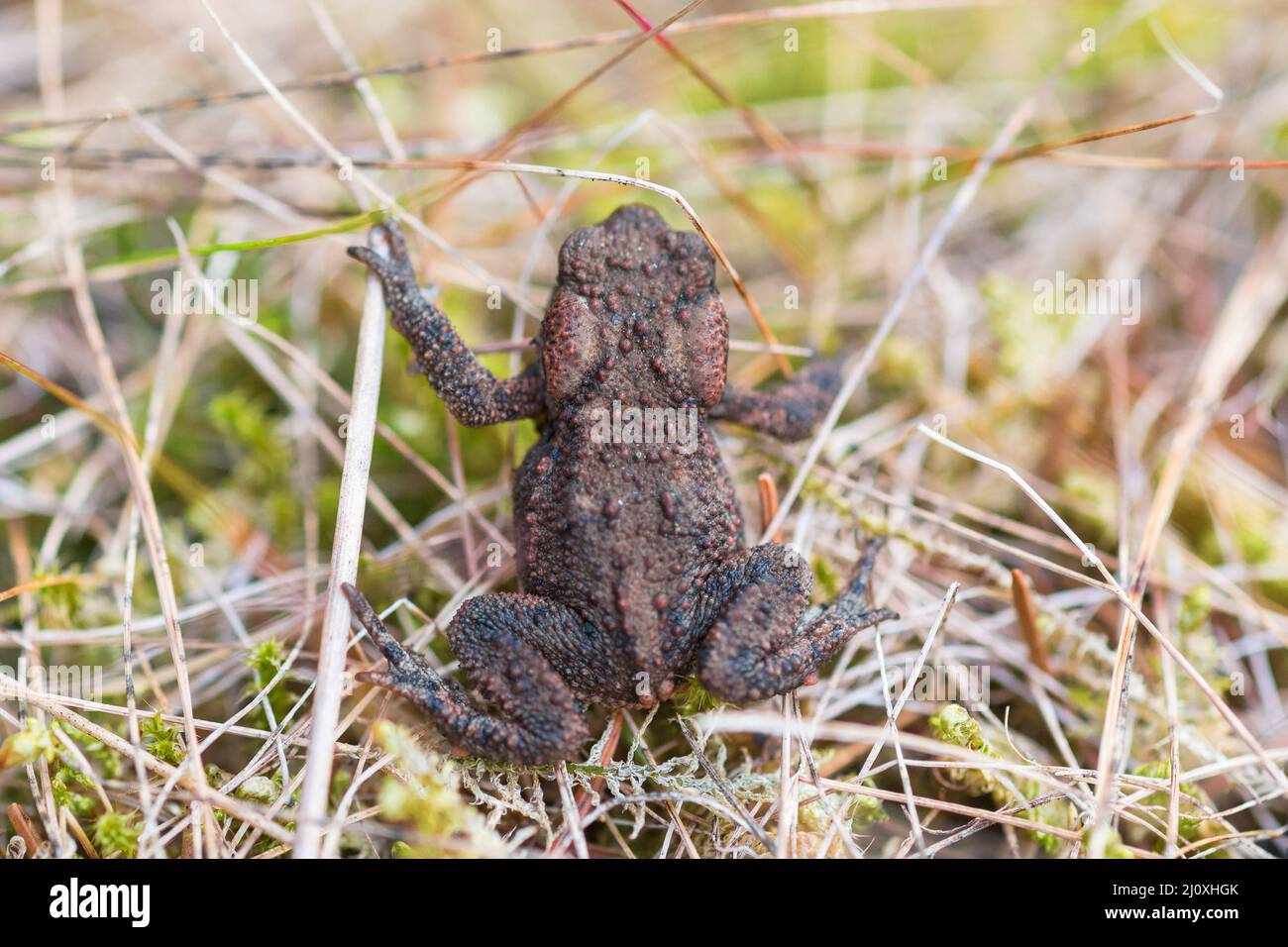 Common toad crawling in the grass Stock Photo - Alamy