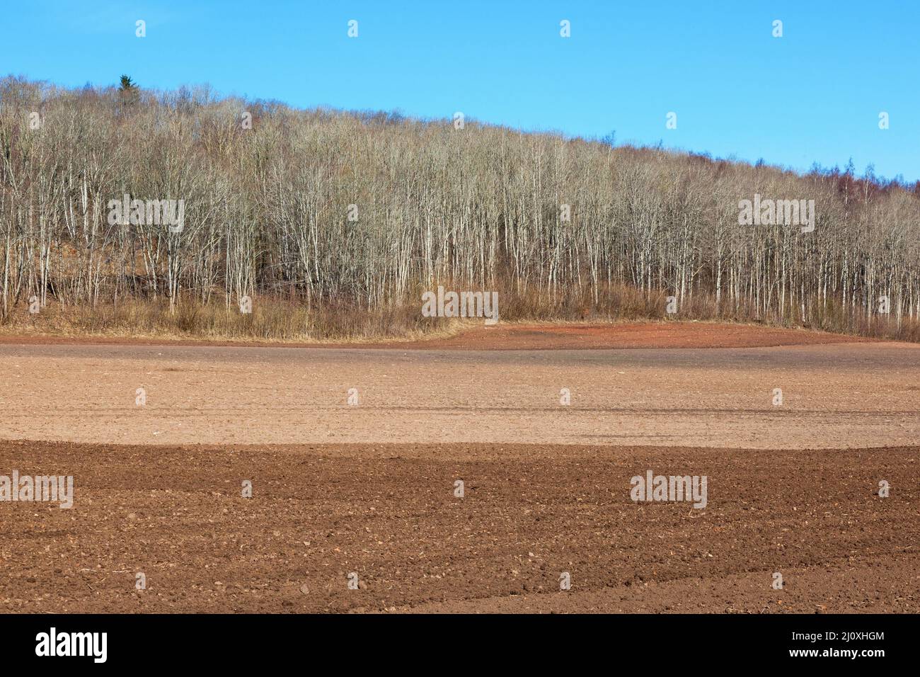 Harrowed field at the forest in spring Stock Photo - Alamy