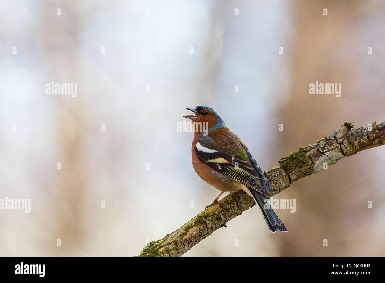 Chaffinch singing from a tree branch Stock Photo - Alamy