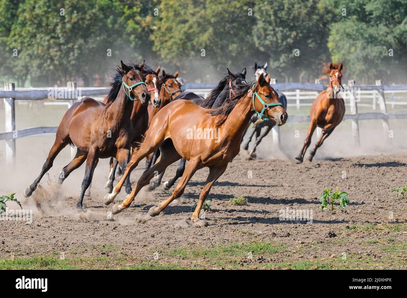 Group of majestic horses running in a corral Stock Photo - Alamy