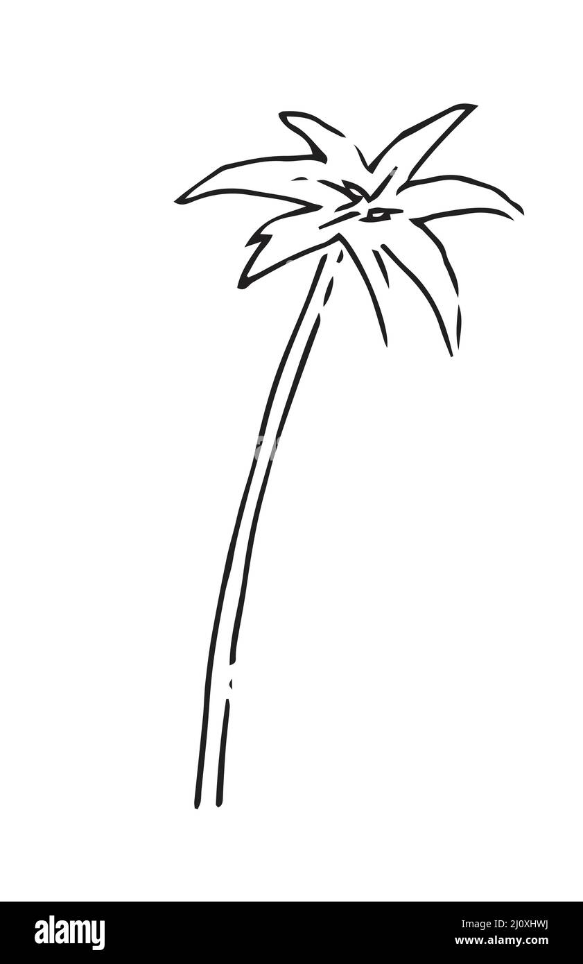 Big balm tree. Fast casual style. Tropical plant. Hand drawing outline ...