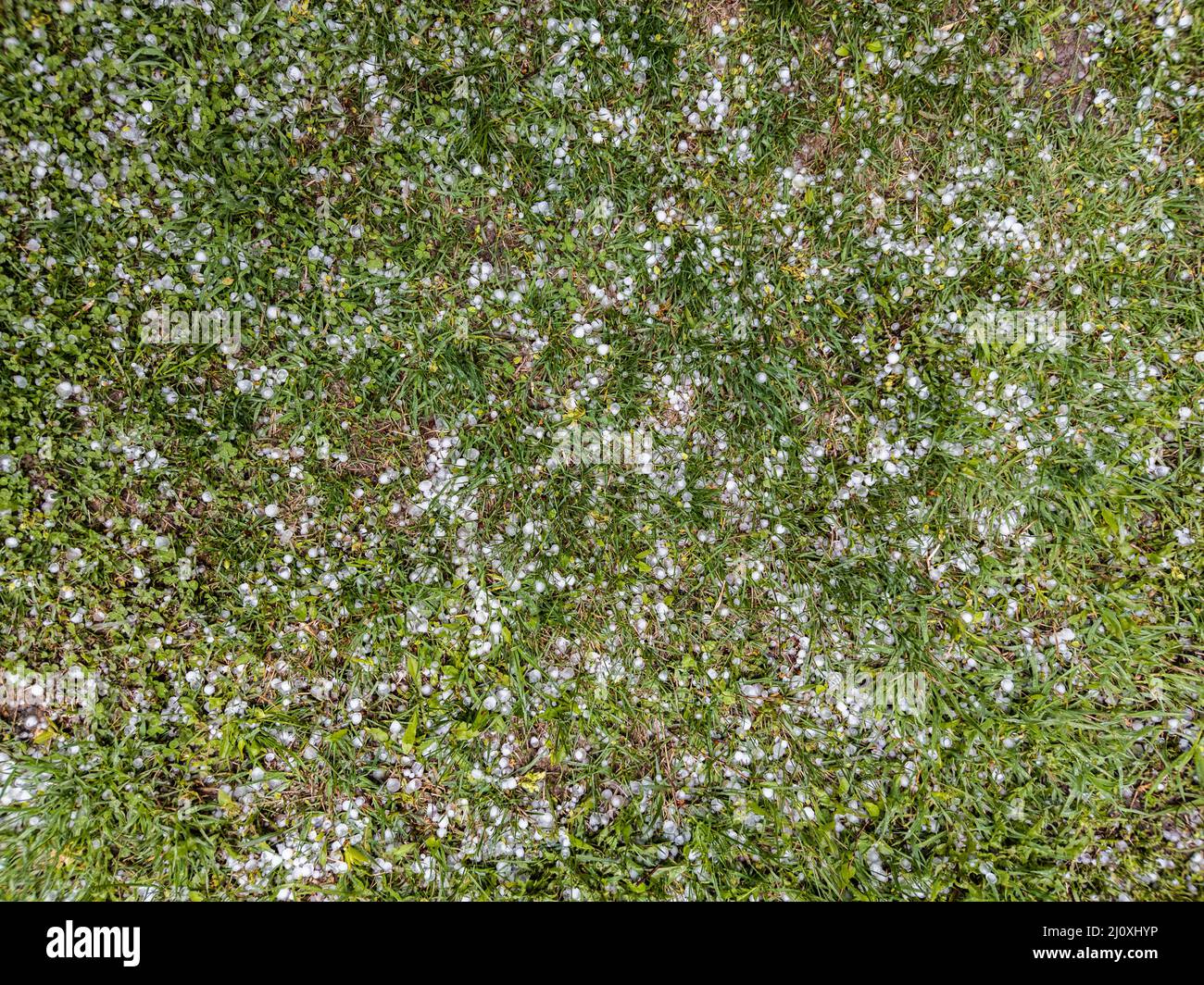 White ice hail on the green grass after summer storm Stock Photo - Alamy