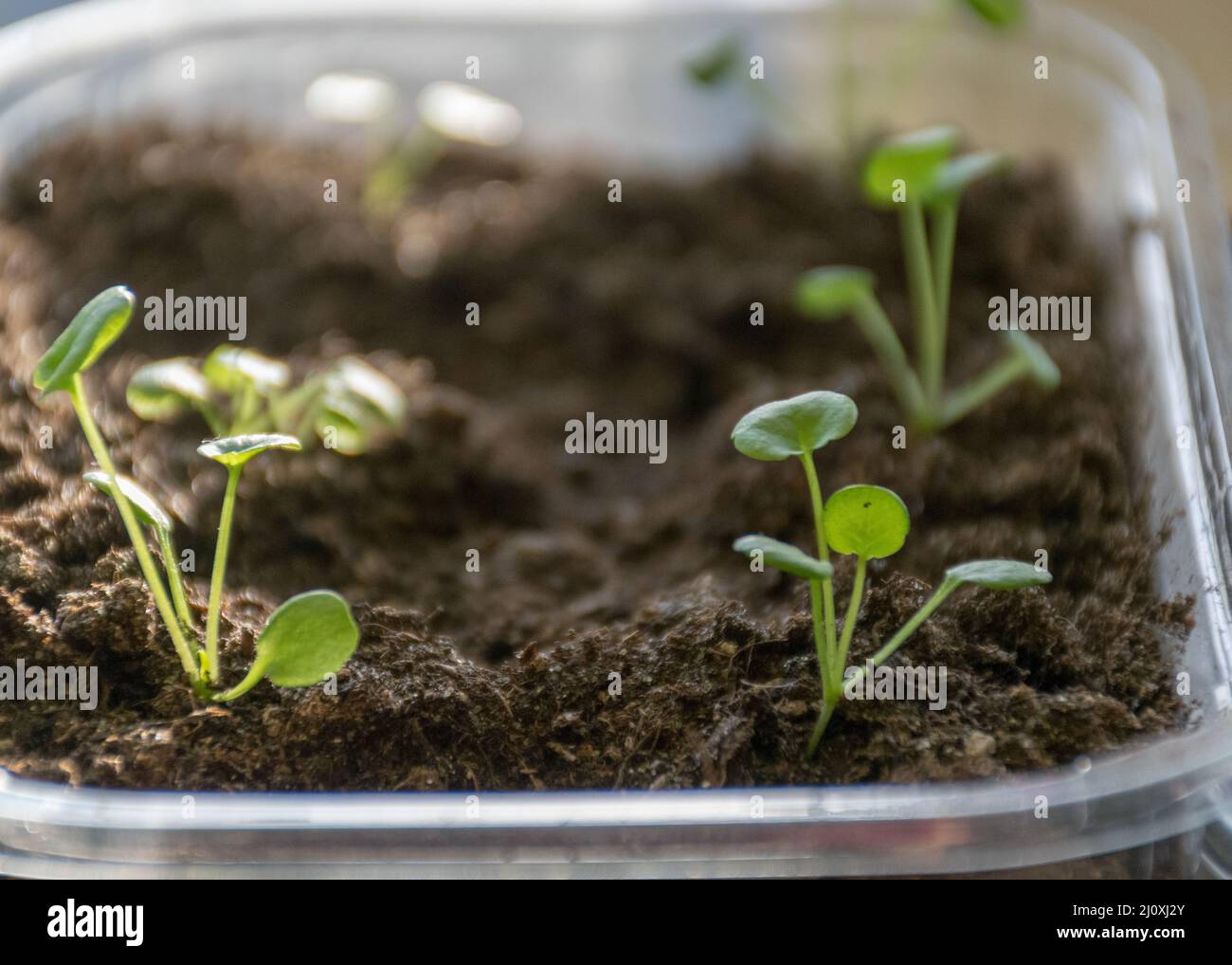 plastic plant boxes with earth and the first flower sprouts, blurred ...