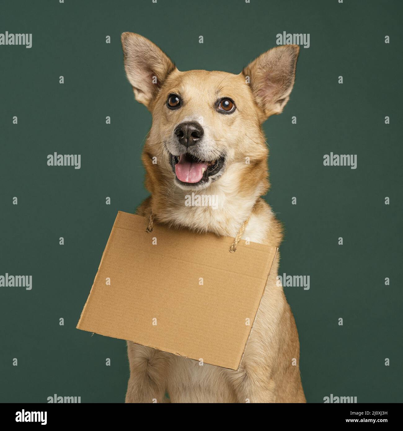 Smiley dog hi-res stock photography and images - Alamy