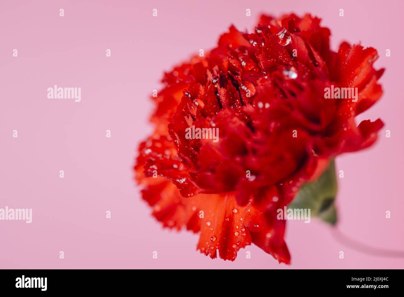 Carnation texture hi-res stock photography and images - Alamy
