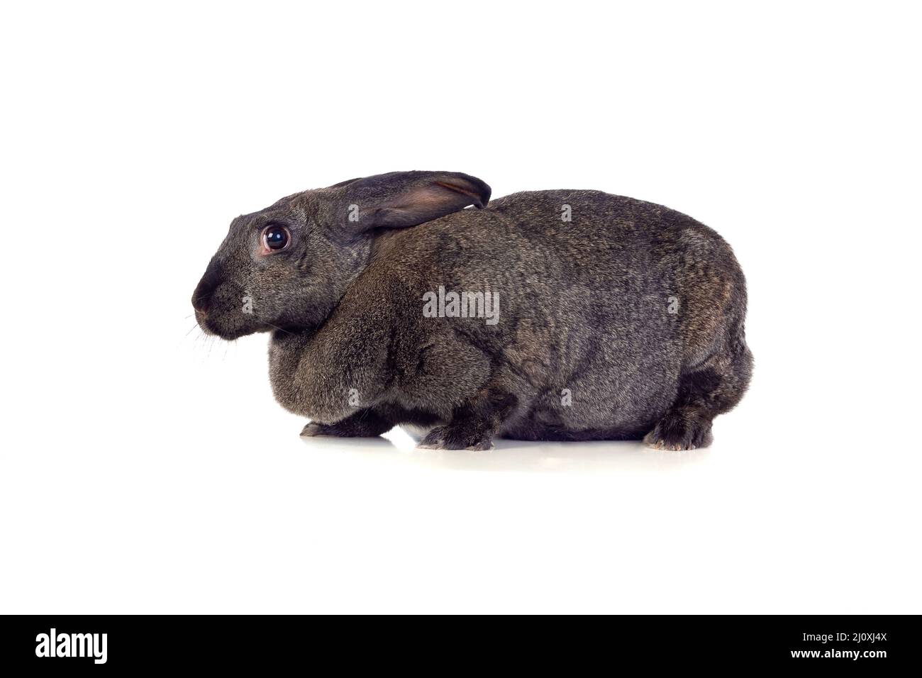 Sweet rabbit cute bunny isolated on a white background Stock Photo - Alamy