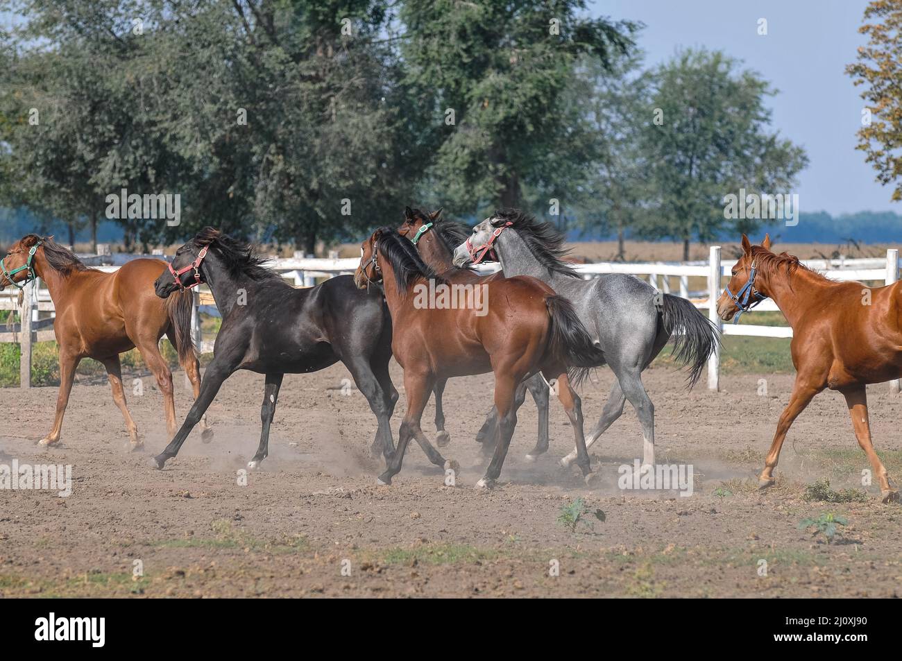 Group of horses running in a corral Stock Photo - Alamy