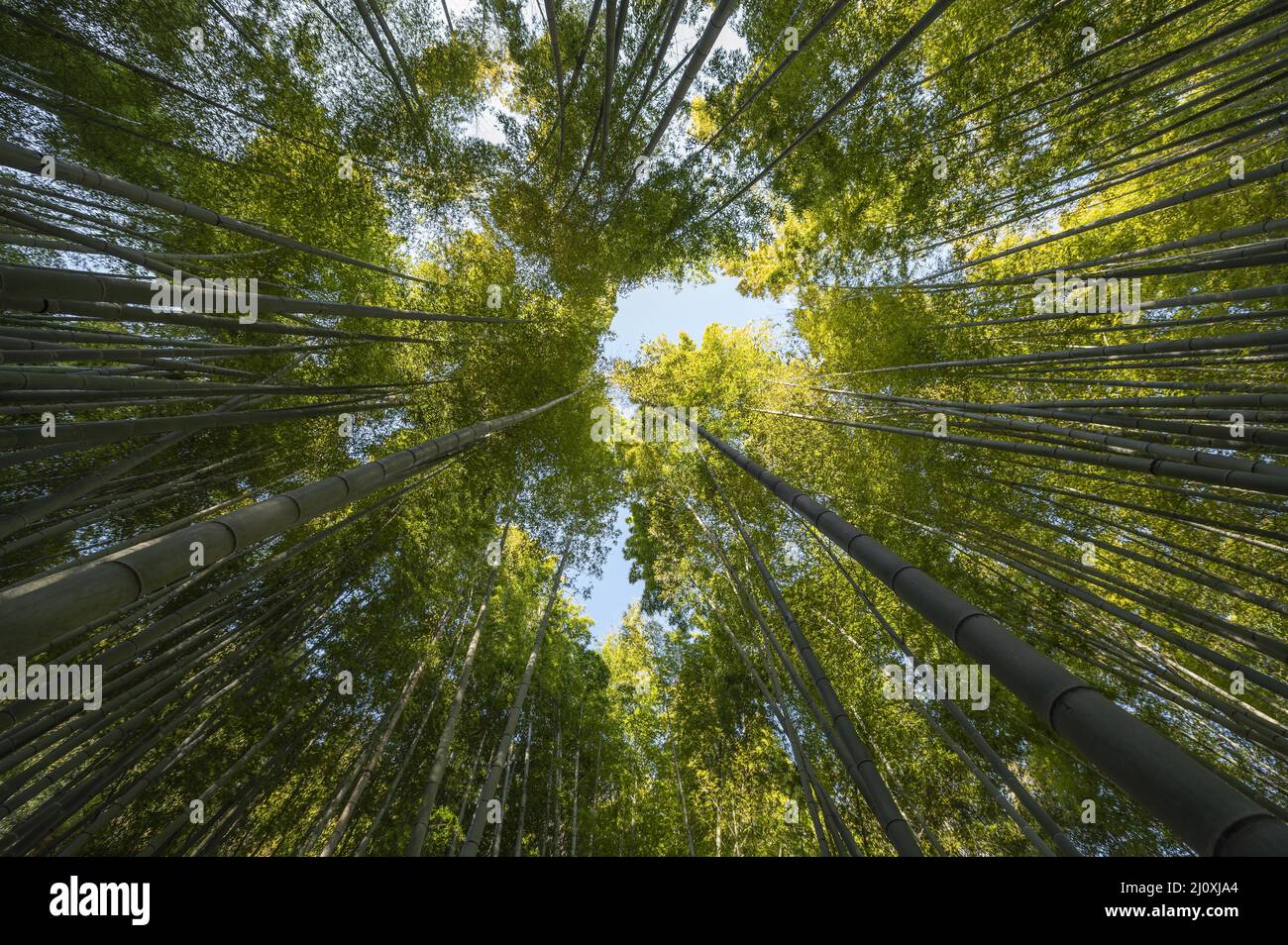 Photo Forest with trees close up. High quality beautiful photo concept ...