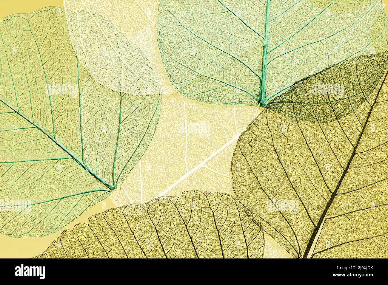 Beautiful detailed macro leaf Stock Photo - Alamy