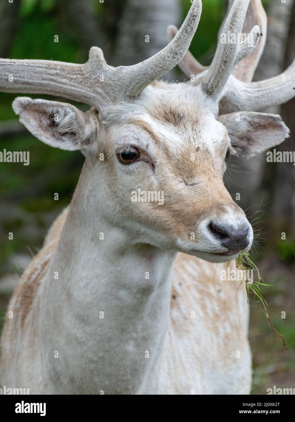 Beautiful deer portrait hi-res stock photography and images - Alamy