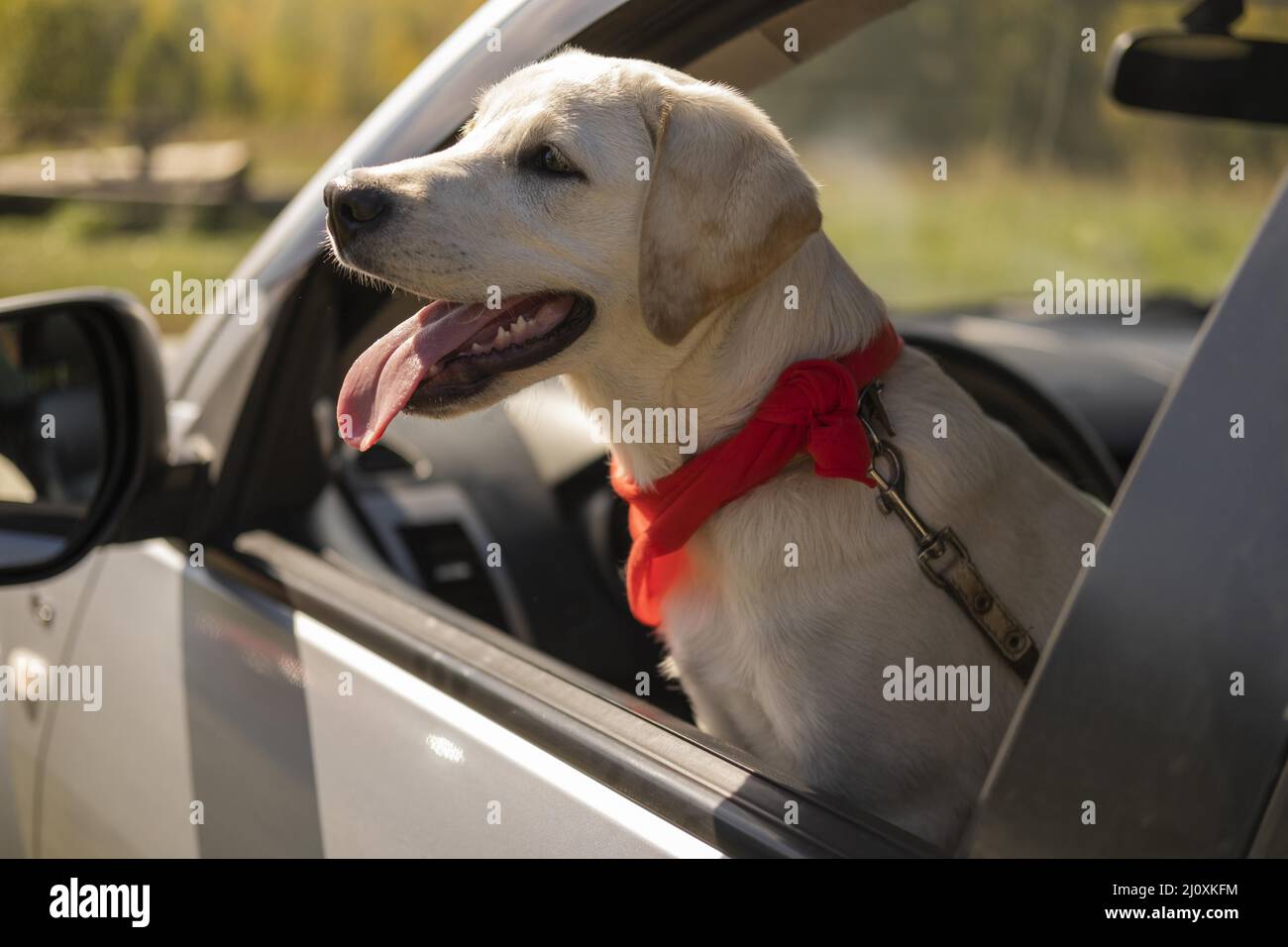 Little bichon frise funny sunglasses hi-res stock photography and ...