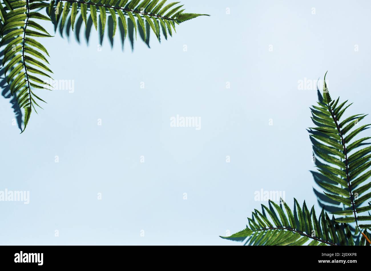 Palm leaves frame Stock Photo - Alamy