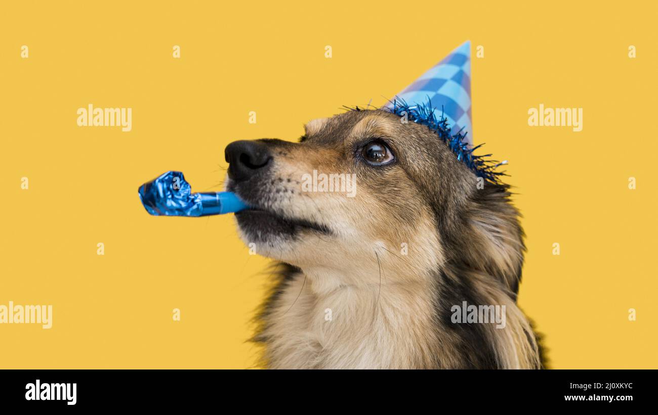 Front view funny cute dog concept Stock Photo - Alamy