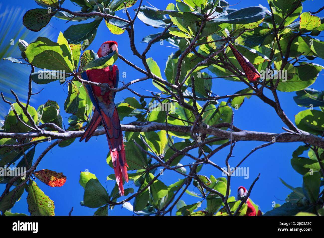 Ara macao on branch hi-res stock photography and images - Alamy