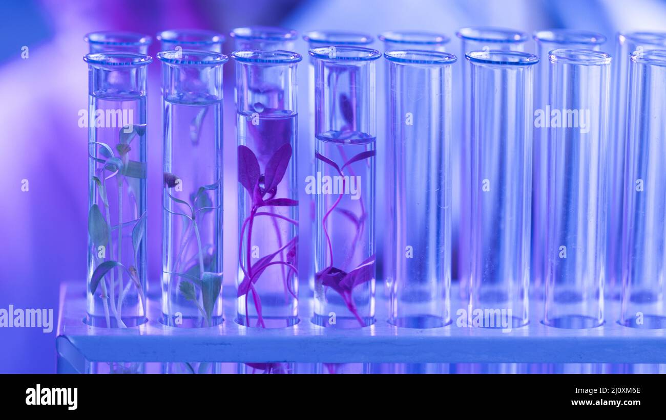 Test tubes biotechnology laboratory. High quality beautiful photo ...