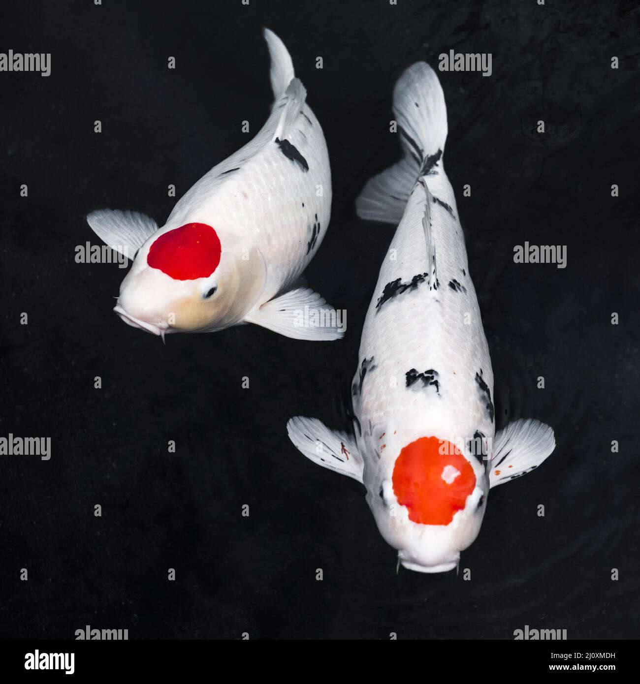 Top view of the koi pond hi-res stock photography and images - Alamy
