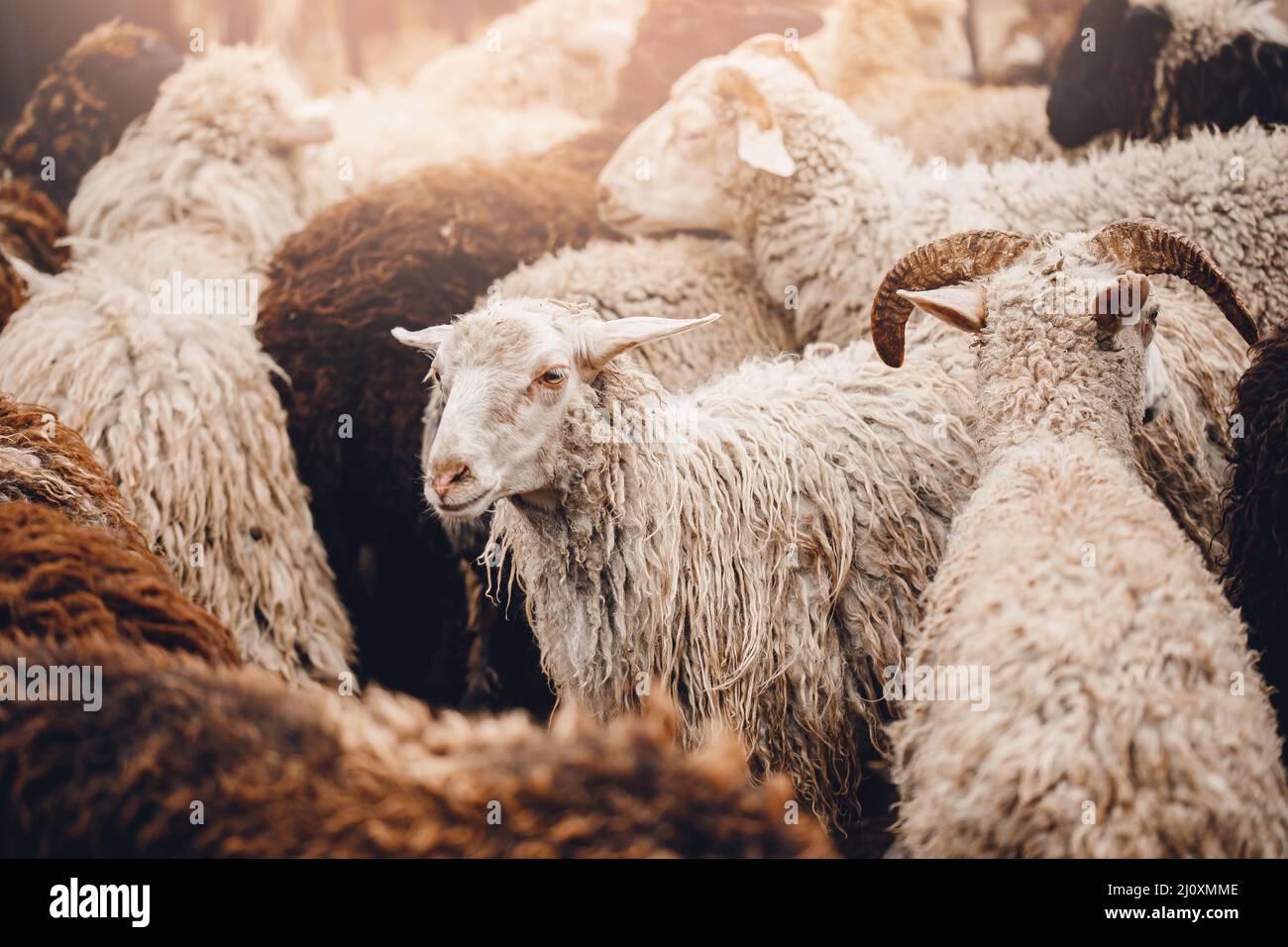 Sheep before shearing hi-res stock photography and images - Alamy