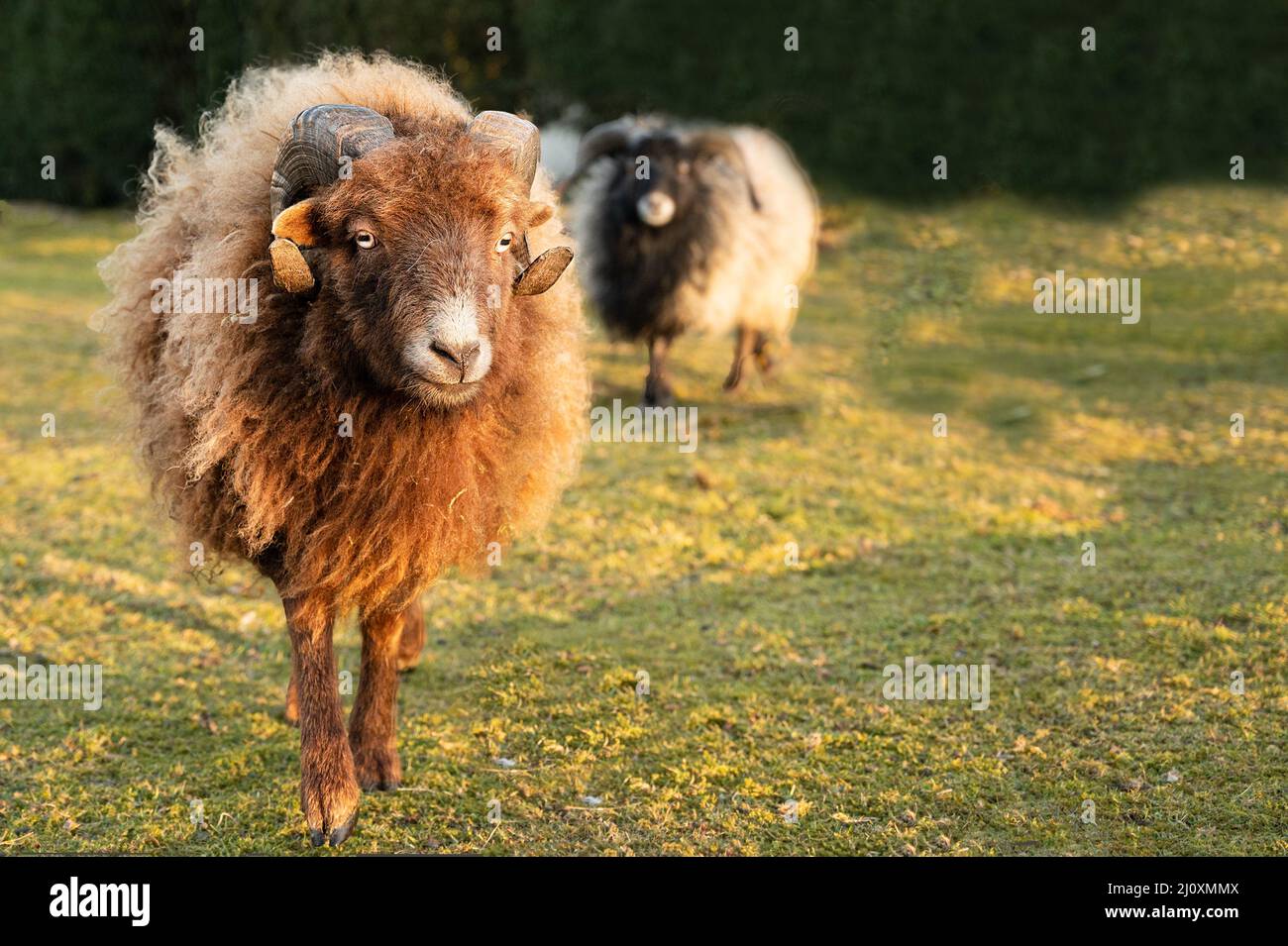 Curly sheep hi-res stock photography and images - Alamy