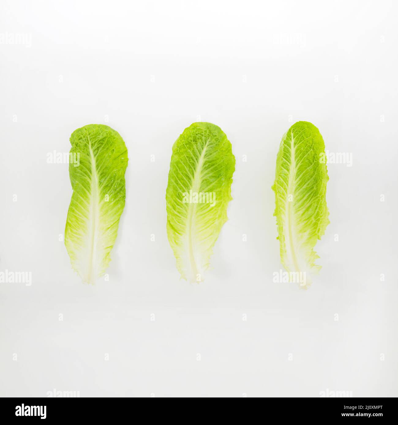 Lettuce. High quality beautiful photo concept Stock Photo - Alamy
