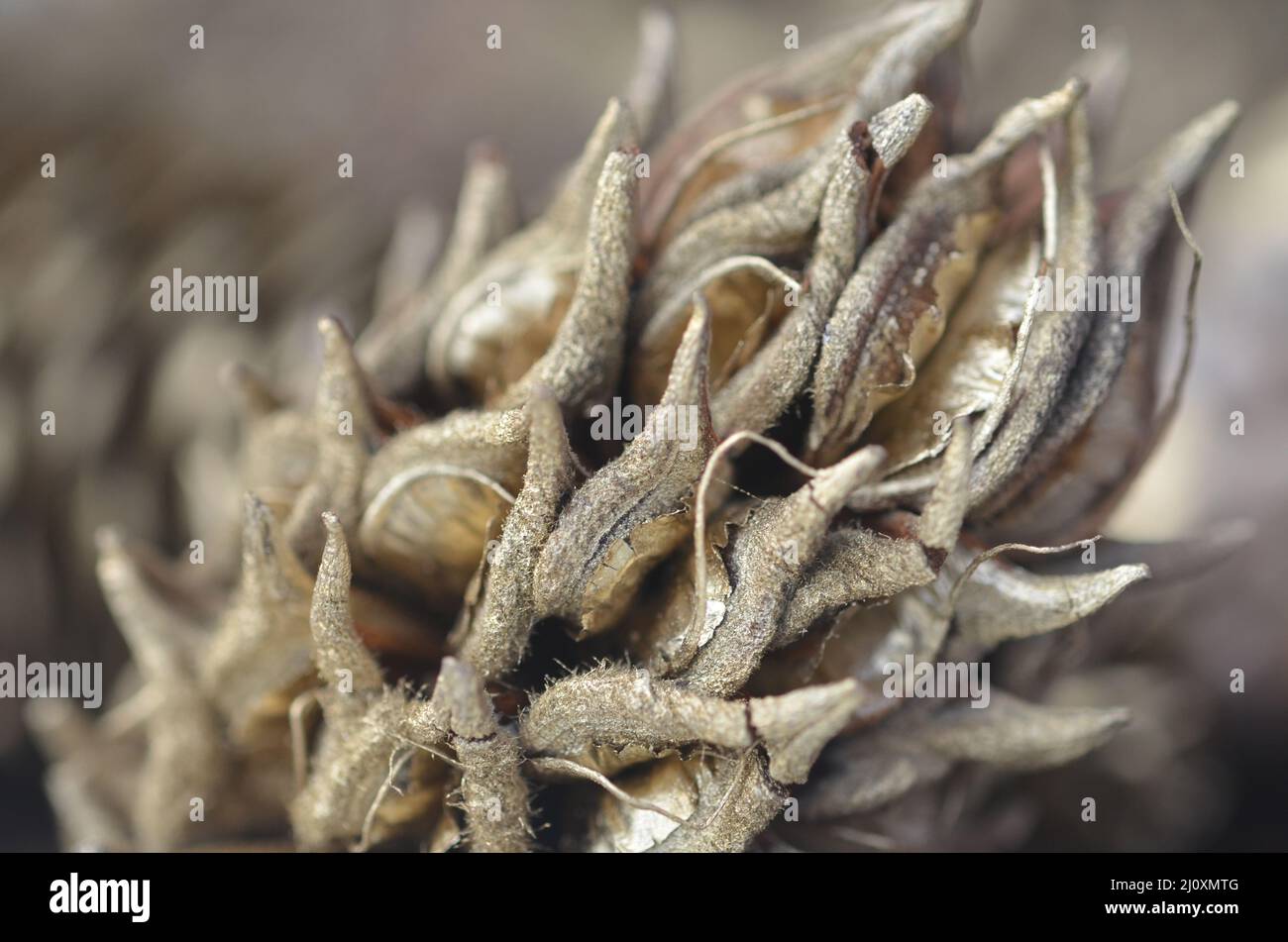 Magnolia seed pod hi-res stock photography and images - Alamy