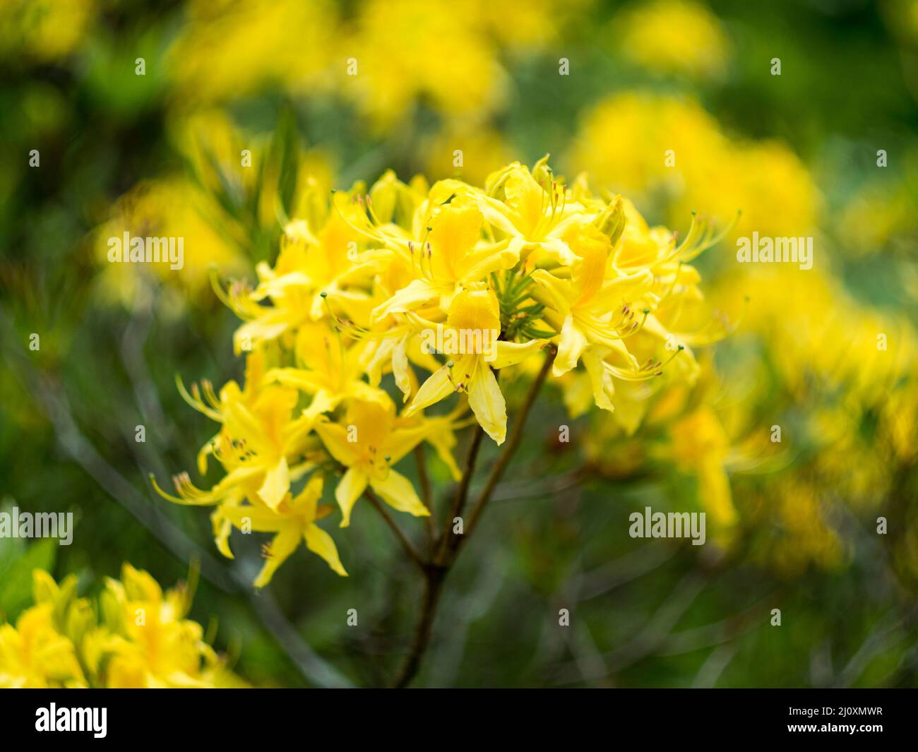 Beautiful flower background Stock Photo - Alamy