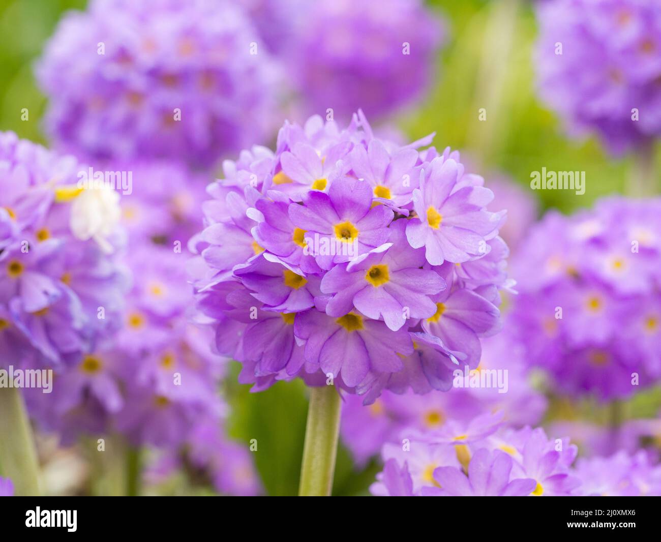 Beautiful flower background Stock Photo - Alamy