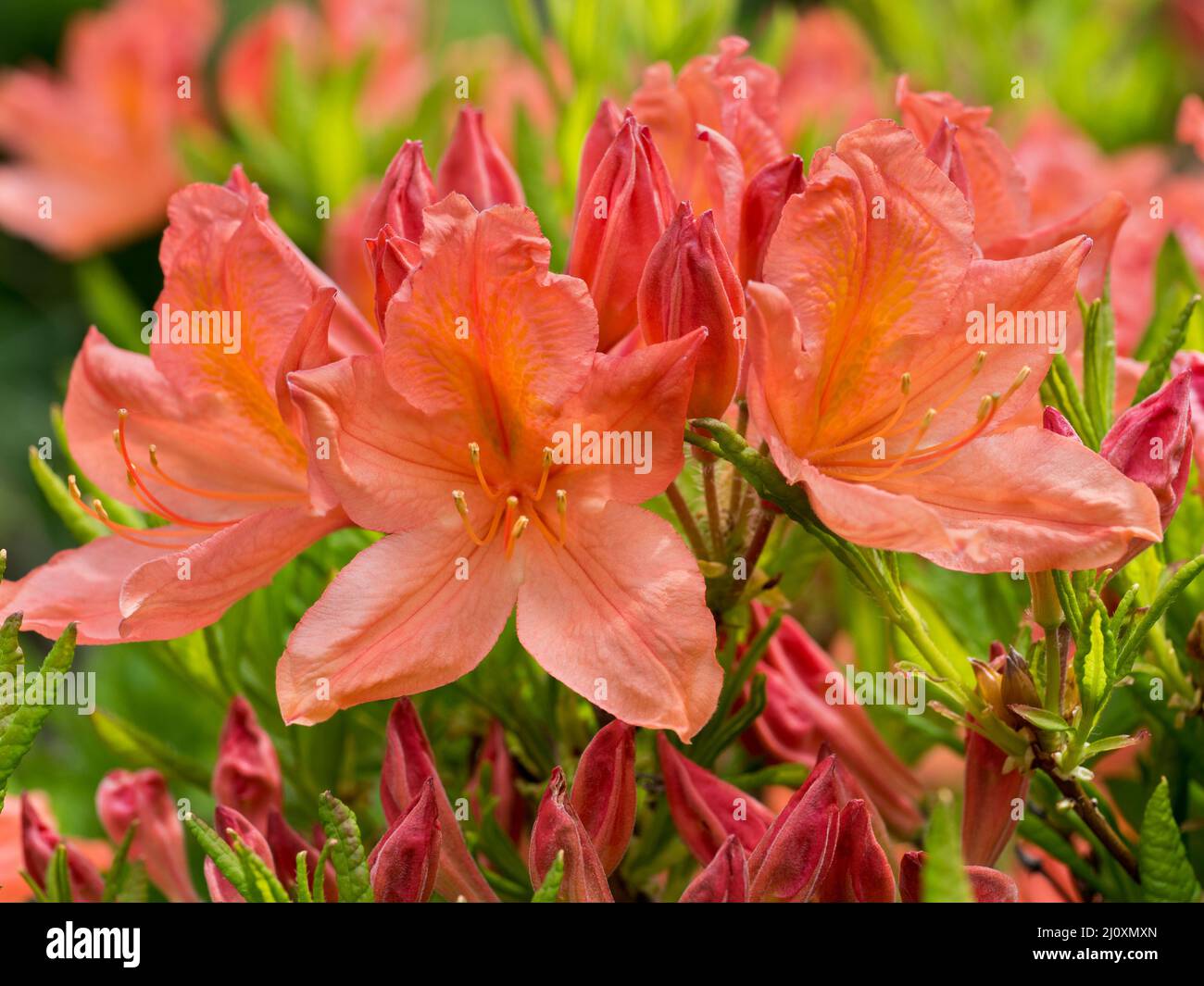 Beautiful flower background Stock Photo - Alamy