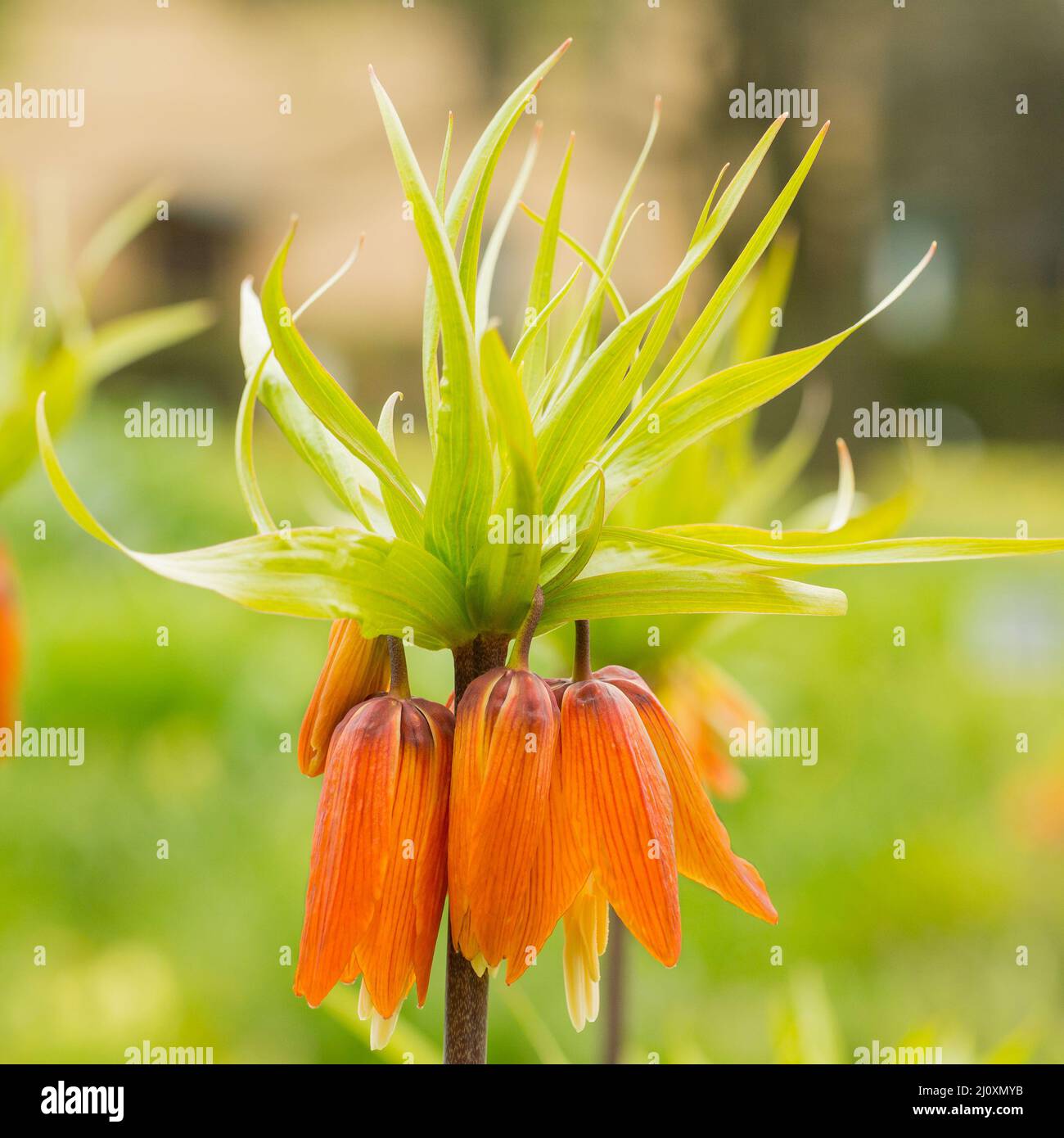 Beautiful flower background Stock Photo - Alamy