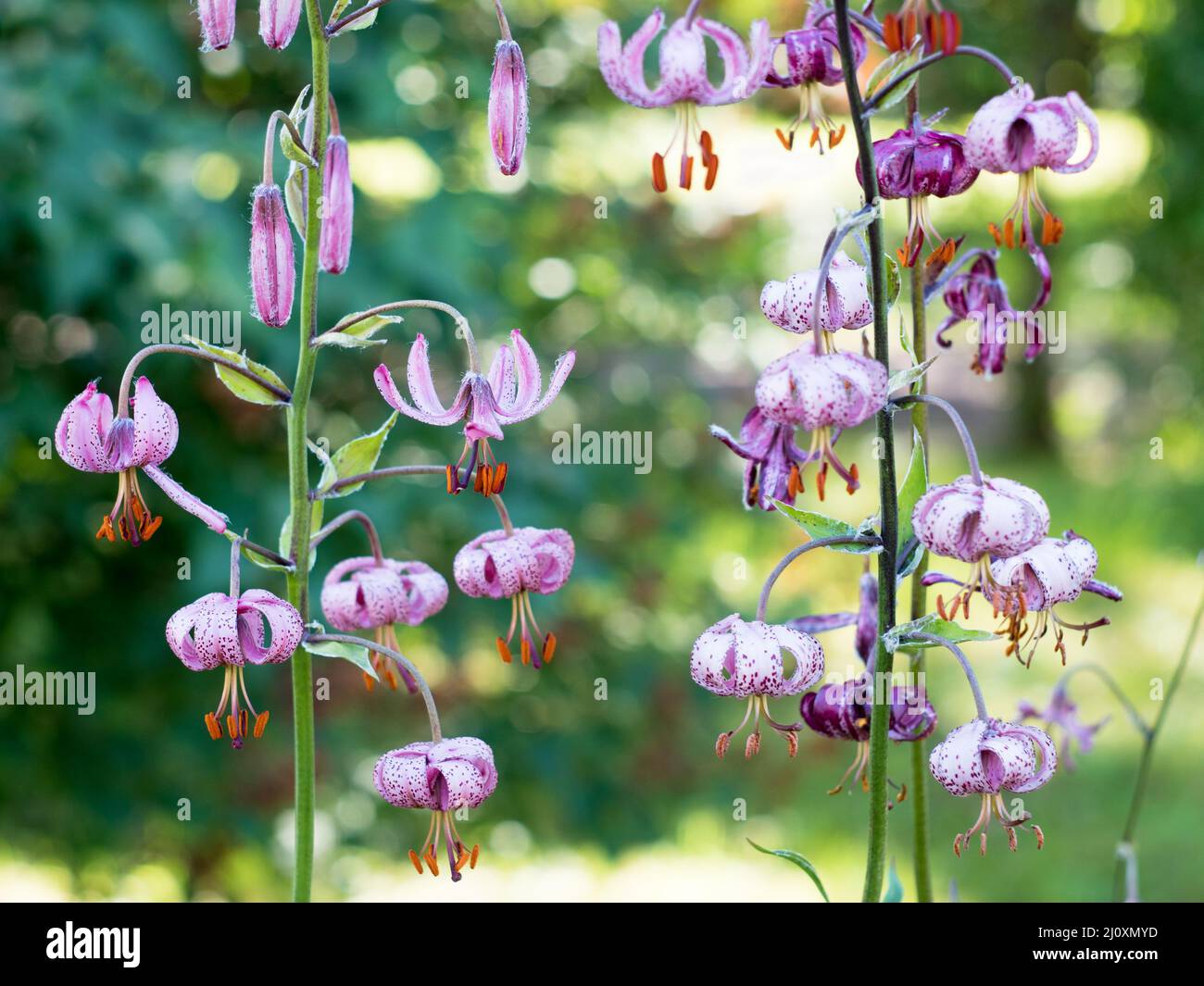 Beautiful flower background Stock Photo - Alamy