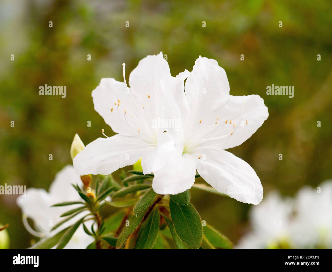 Beautiful flower background Stock Photo - Alamy