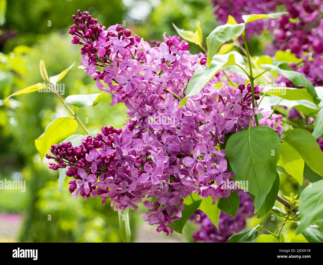 Beautiful flower background Stock Photo - Alamy