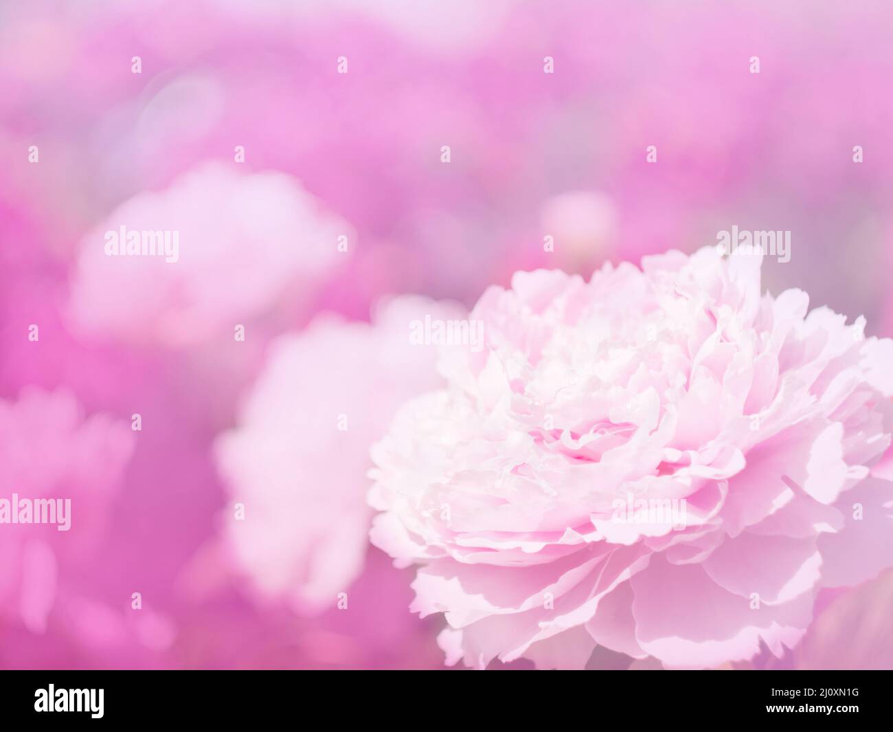 Beautiful flower background Stock Photo - Alamy