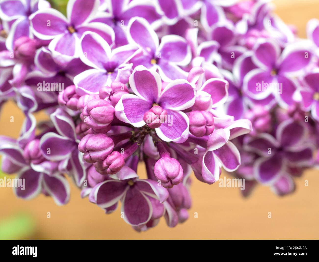 Beautiful flower background Stock Photo - Alamy