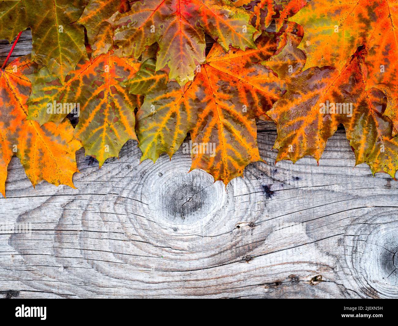 Leaves on gray hi-res stock photography and images - Alamy