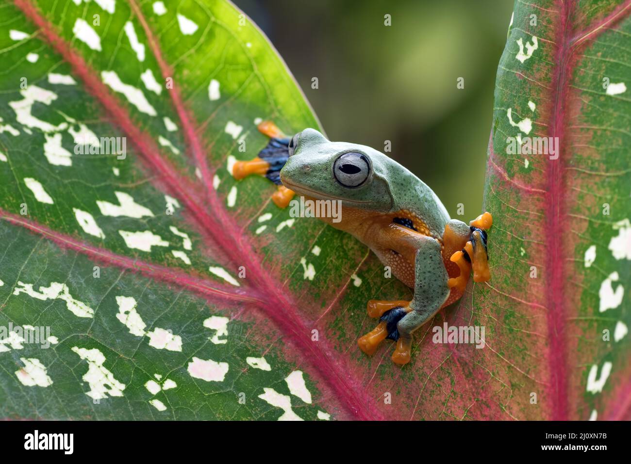 Green tree flying frog ( Rhacophorus reinwarditii ) sitting on a leaf ...
