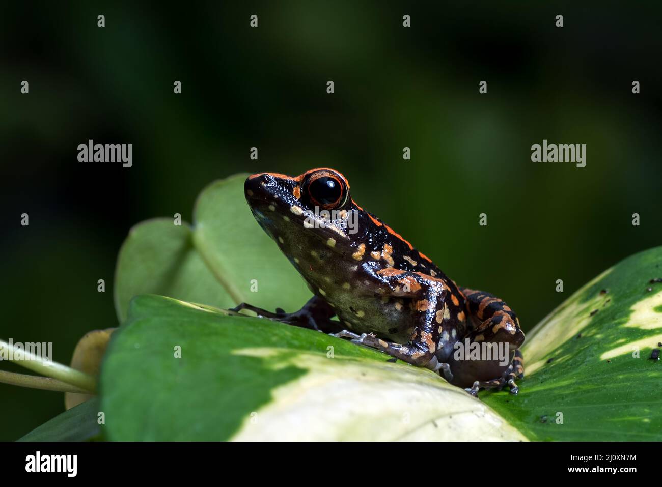 Spotted stream frog sitting in the yellow leaf Stock Photo - Alamy